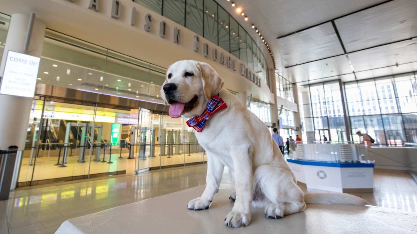The Rangers Have a New (And Very Cute) Addition - SI Kids: Sports News ...