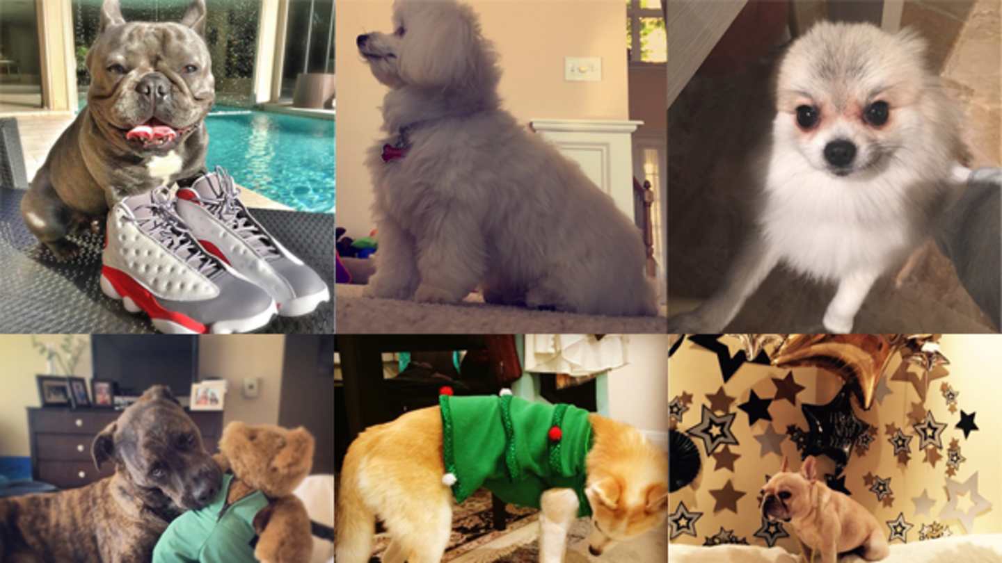 Quiz: Can you match the dog to its athlete owner? - SI Kids: Sports ...
