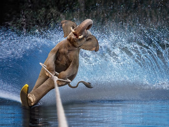 Animal Competitions: Real or Fake? - SI Kids: Sports News for Kids ...