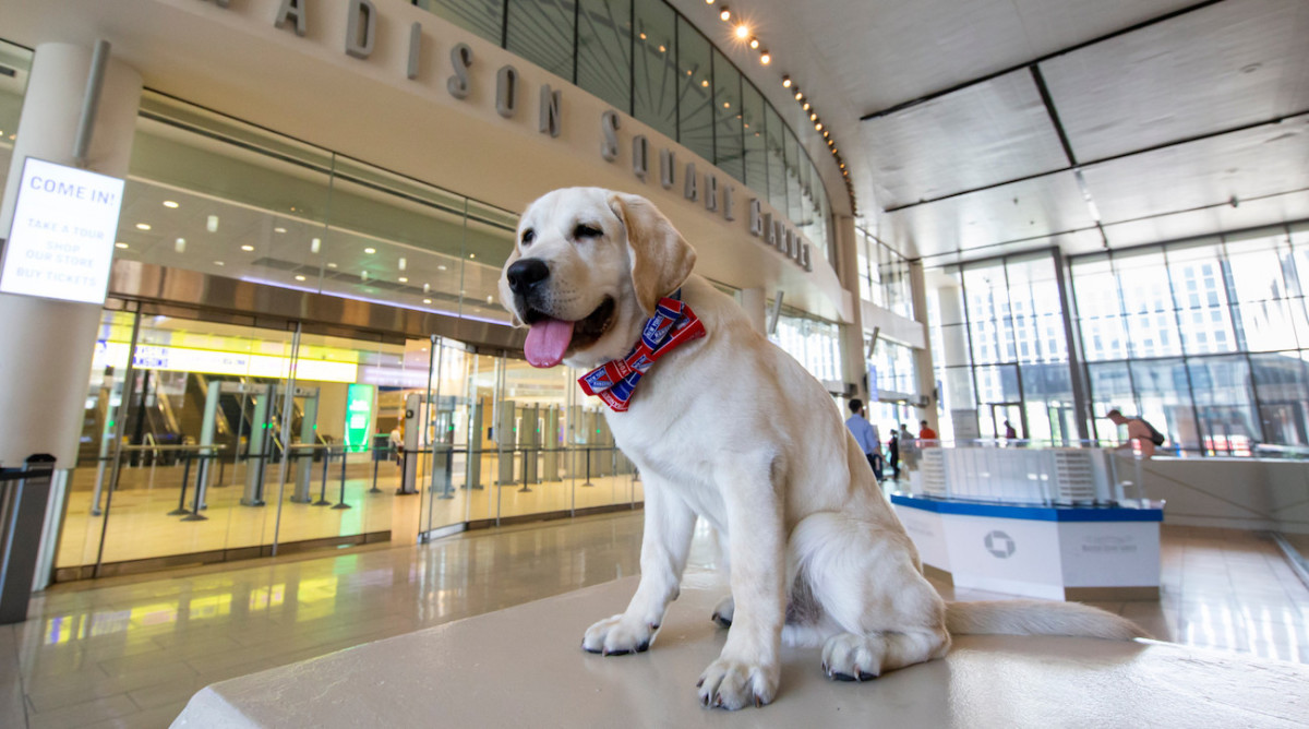 The Rangers Have a New (And Very Cute) Addition - SI Kids: Sports News ...