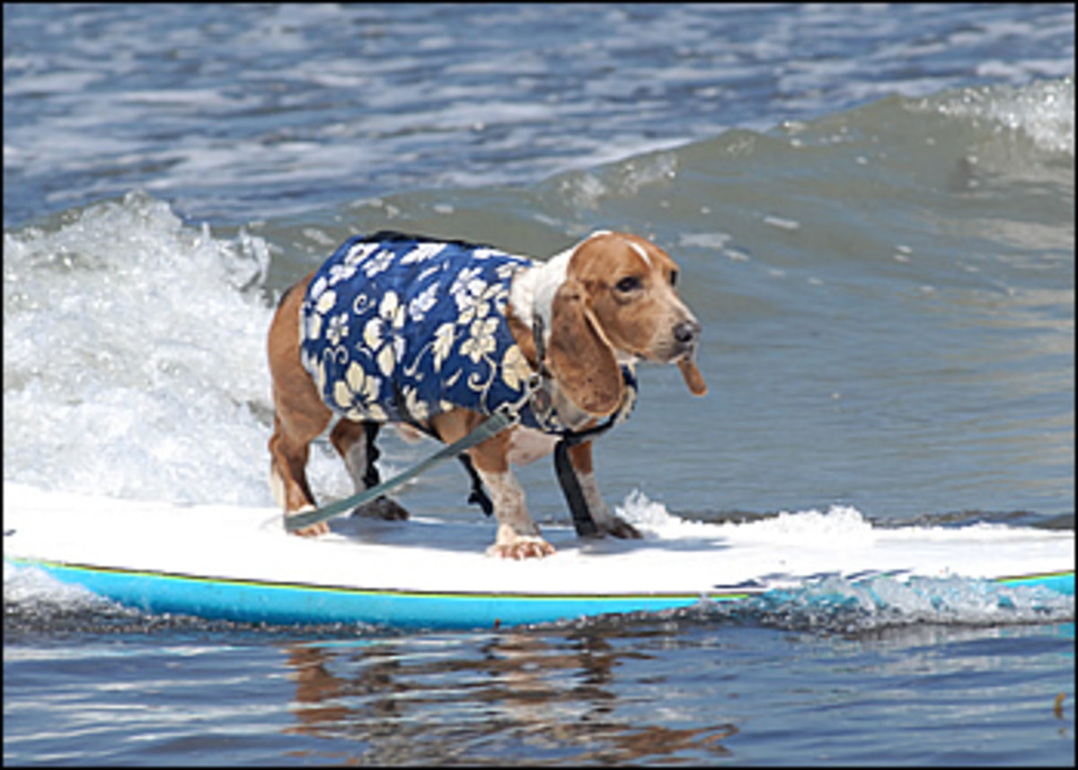 Surfing Dogs and…a Fantasy Wizard Sighting? - SI Kids: Sports News for ...