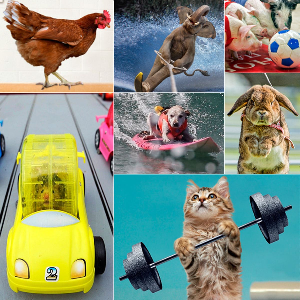 Animal Competitions: Real or Fake? - SI Kids: Sports News for Kids ...